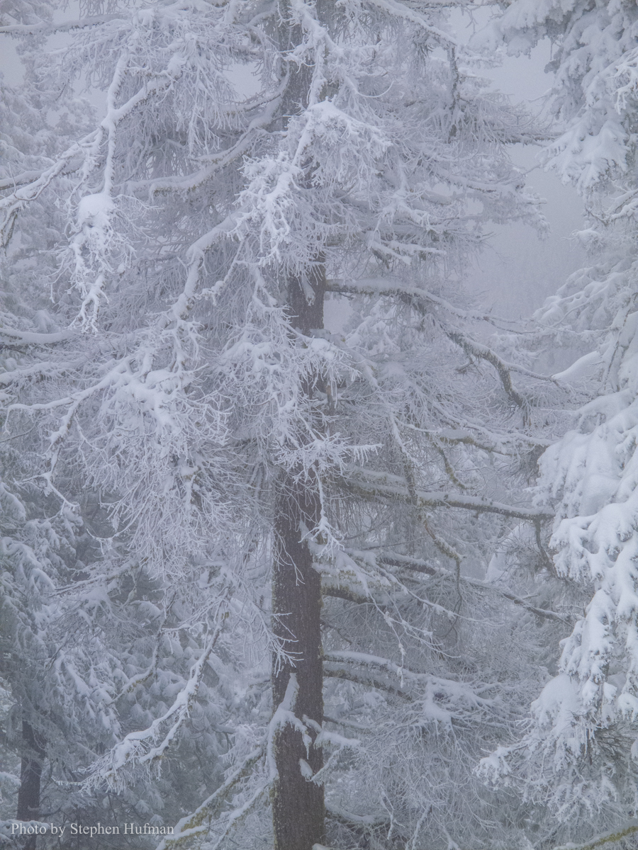 Joy in Waiting for Spring | Stephen L Hufman